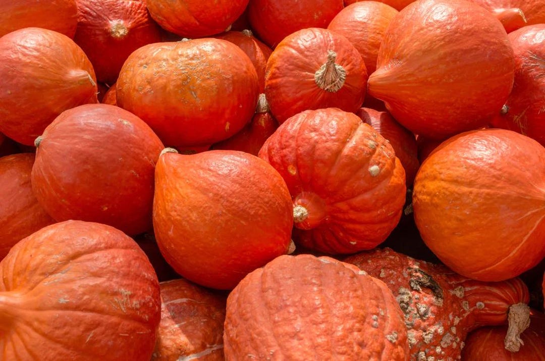 100 Hubbard Golden Winter Squash Seeds Heirloom - Premium Non-gmo, Open ...