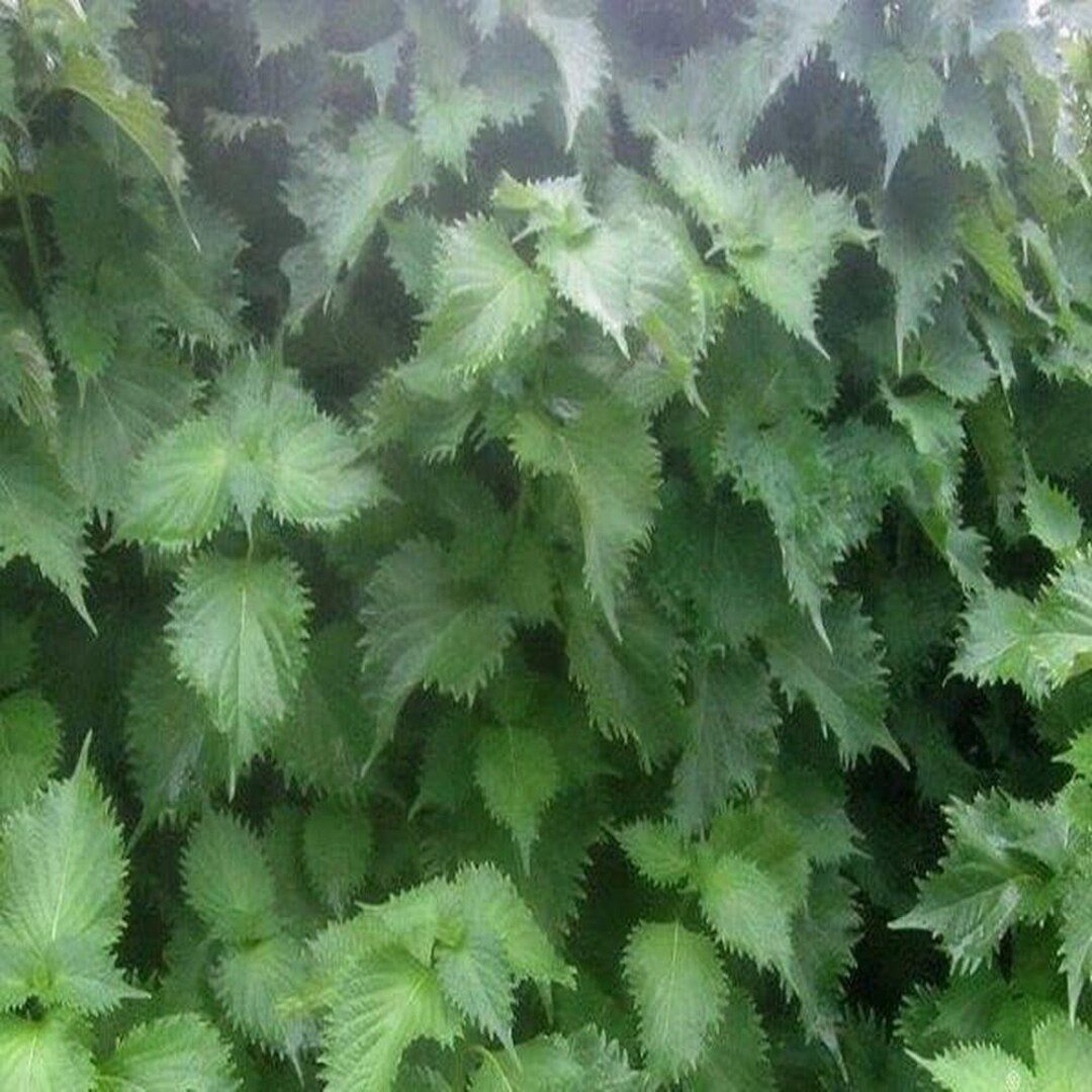 100 Green Shiso Seeds AO Green Ohba Ao Japanese Perilla Frutescens Var ...