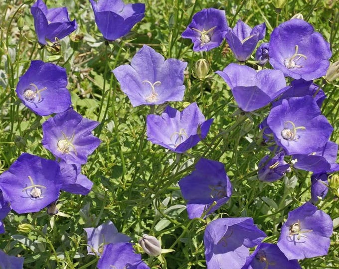Bellflower Seed Bellflower Superba Perennial Flower Seeds 1000 Seeds - Etsy