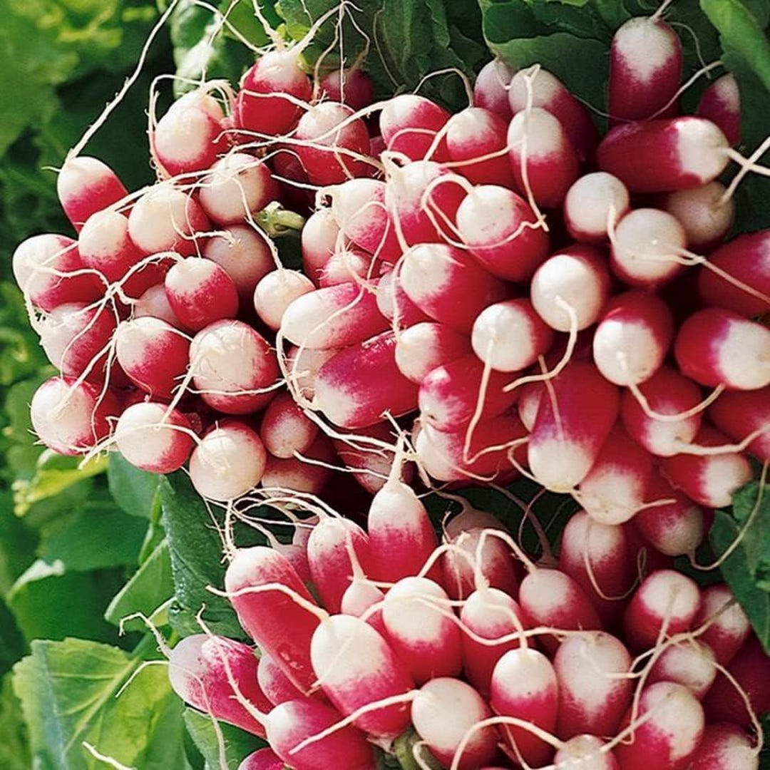 500 French Breakfast Radish Seeds Heirloom - Non-gmo, Open Pollinated, US Grown - Etsy