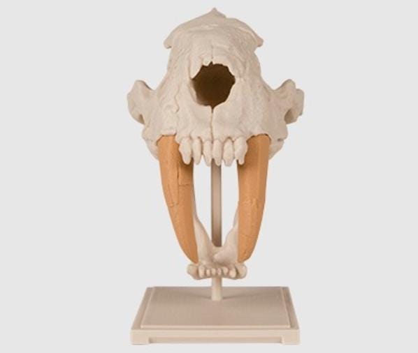Saber-toothed Cat Skull 3D STL File: Smilodon Fossil Replica (digital ...