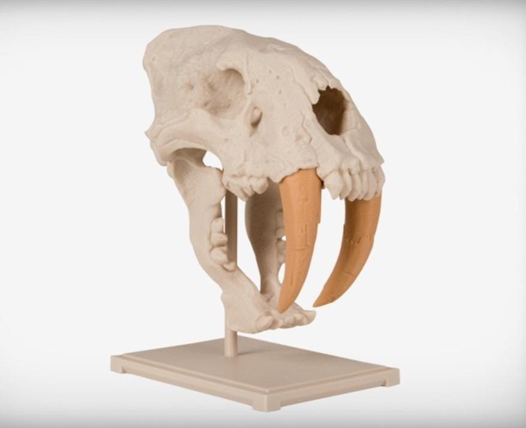 Saber-toothed Cat Skull 3D STL File: Smilodon Fossil Replica (digital ...