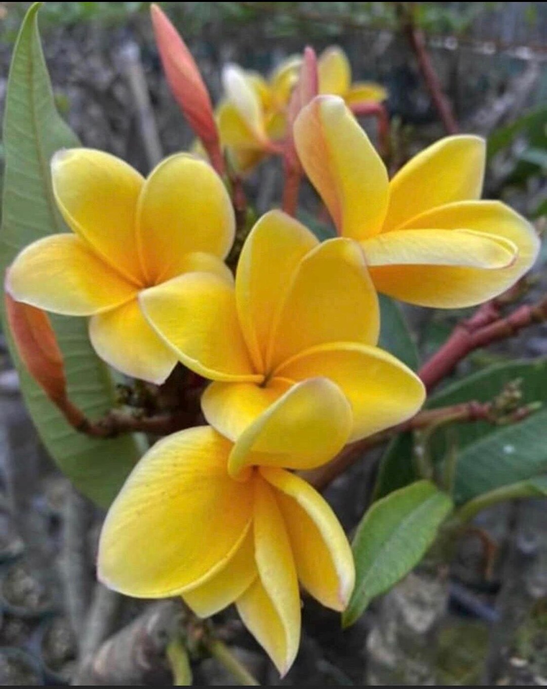 Plumeria Rooted Plant ‘aztec Gold’ 14” 2 Long Tips - Etsy