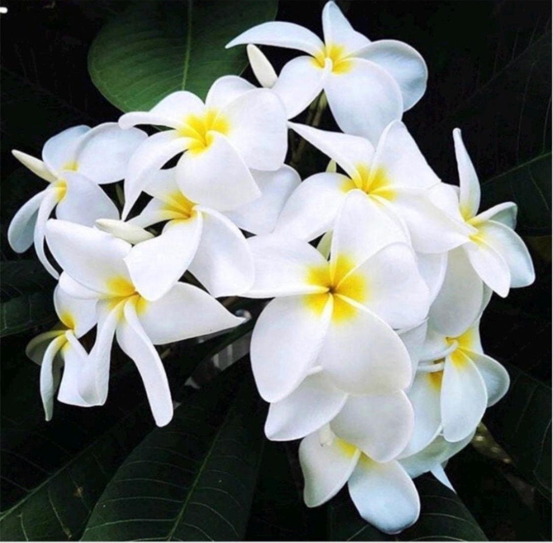 XL Plumeria Rooted Plant ‘samoan Fluff’ 25” 3 Tips - Etsy