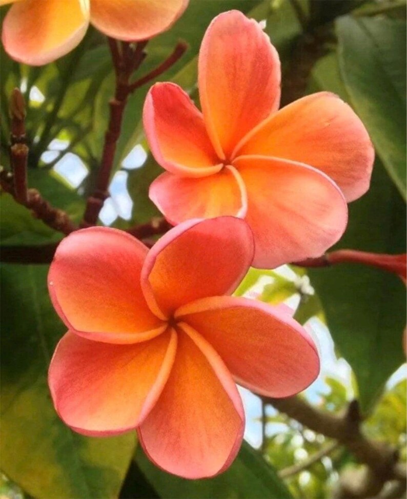 Plumeria Rooted Plant kimo 17 1 Tip - Etsy
