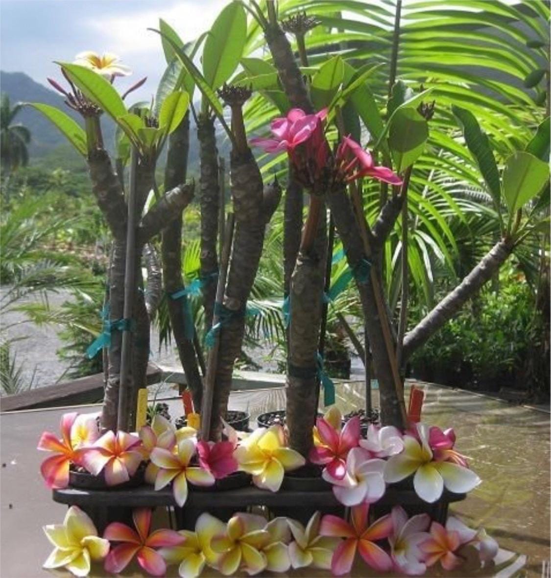 Large Plumeria Rooted Plant neon Lights 22 5 Tips - Etsy