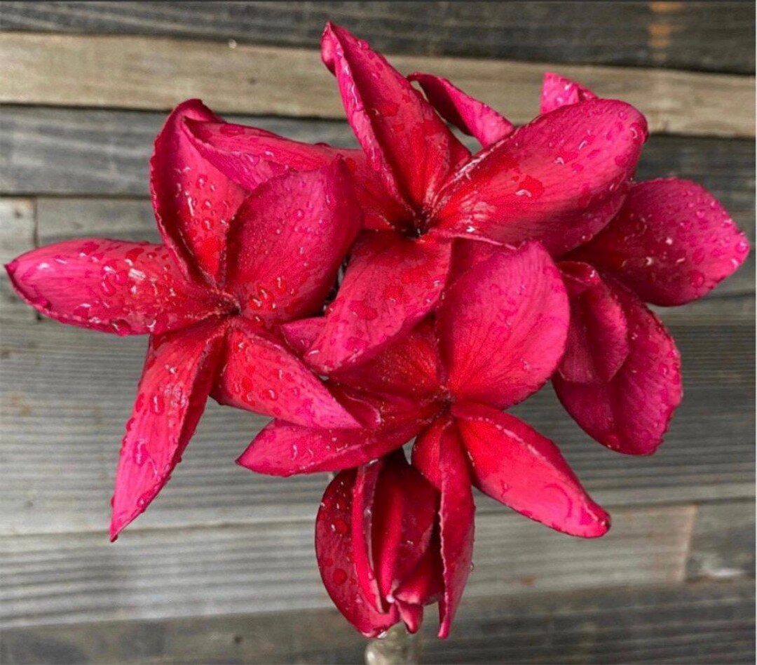 Plumeria Rooted Plant irma Bryan 15 3 Tips - Etsy