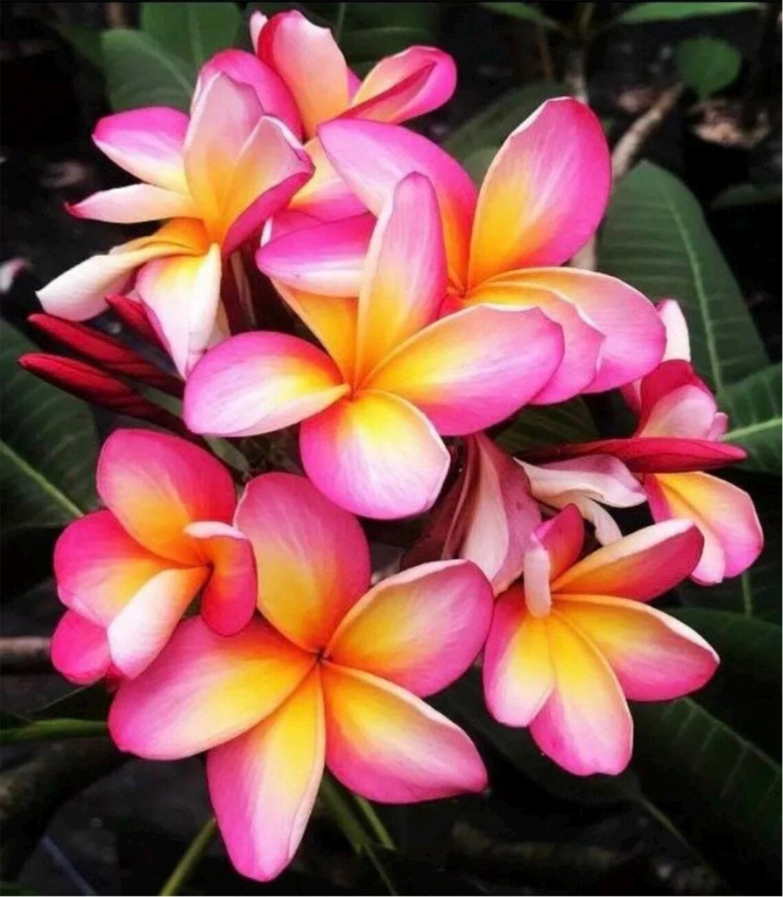Large Plumeria Rooted Plant neon Lights 22 5 Tips - Etsy