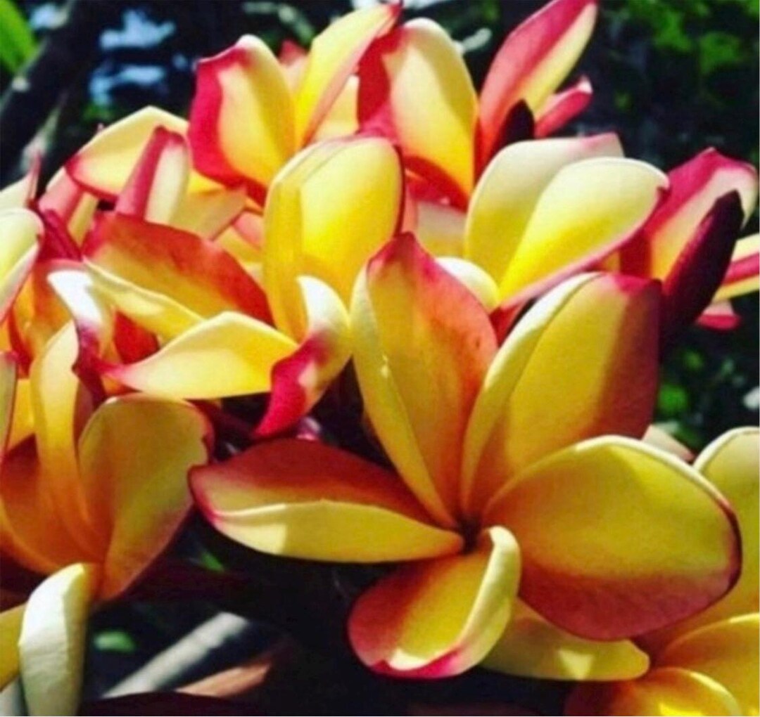 Large Plumeria Rooted Plant ‘sunfire’ 23” 2 Long Tips - Etsy