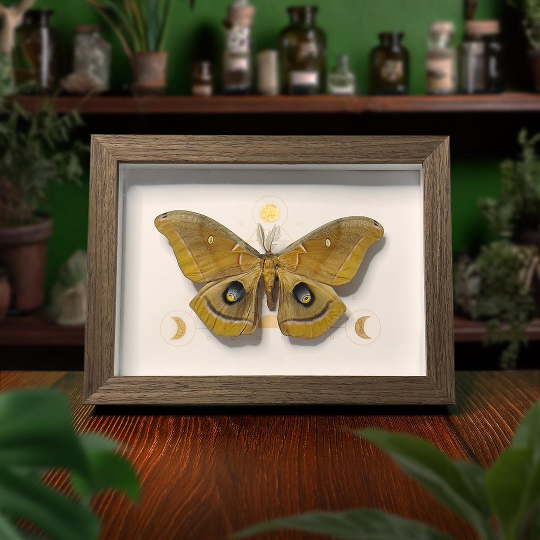 Real Framed Polyphemus Moth | Insect Taxidermy Wall Decor - Oddity ...