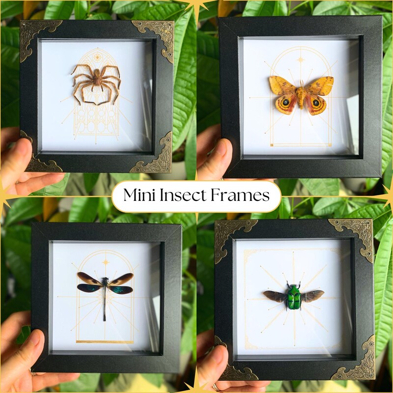 Framed Insects - Etsy