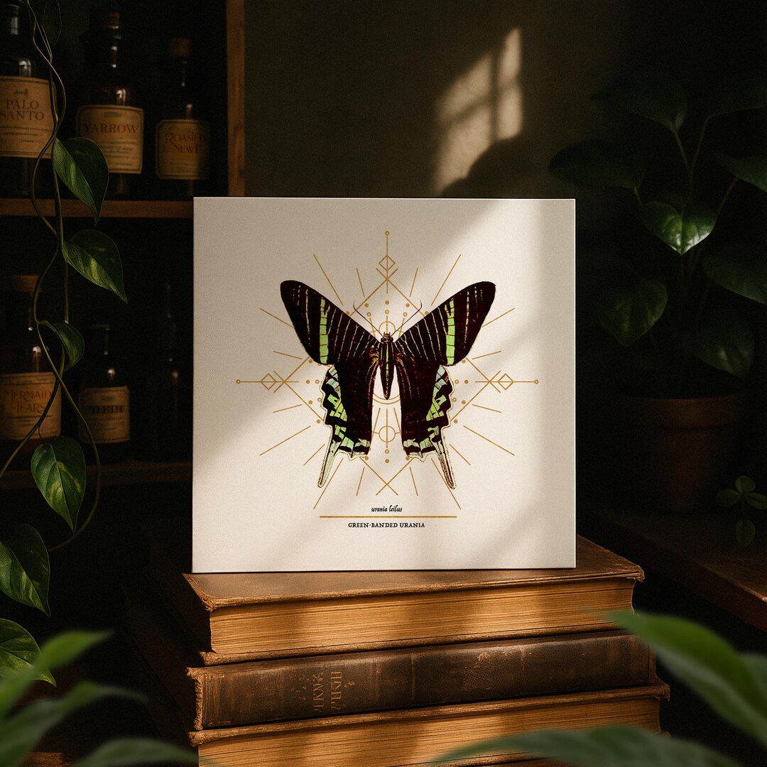 Green-banded Urania Moth | Premium Giclée Print | Antique Restored ...