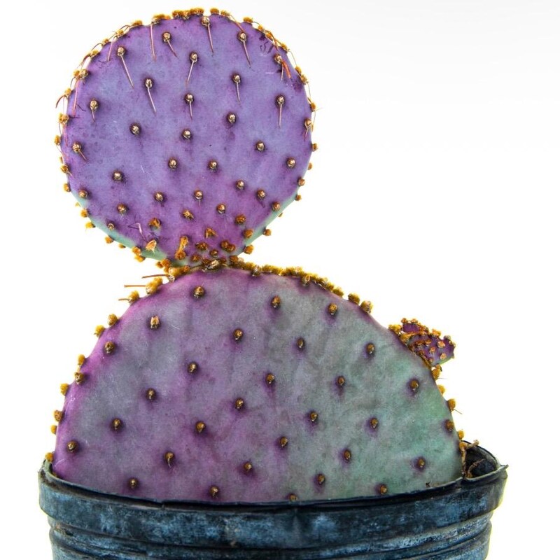 Purple Cactus - Etsy