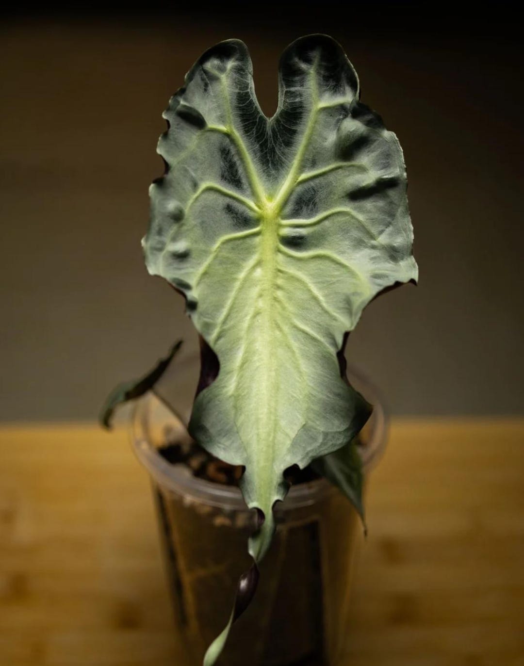 Rare ALOCASIA Venom Live Plant - Etsy