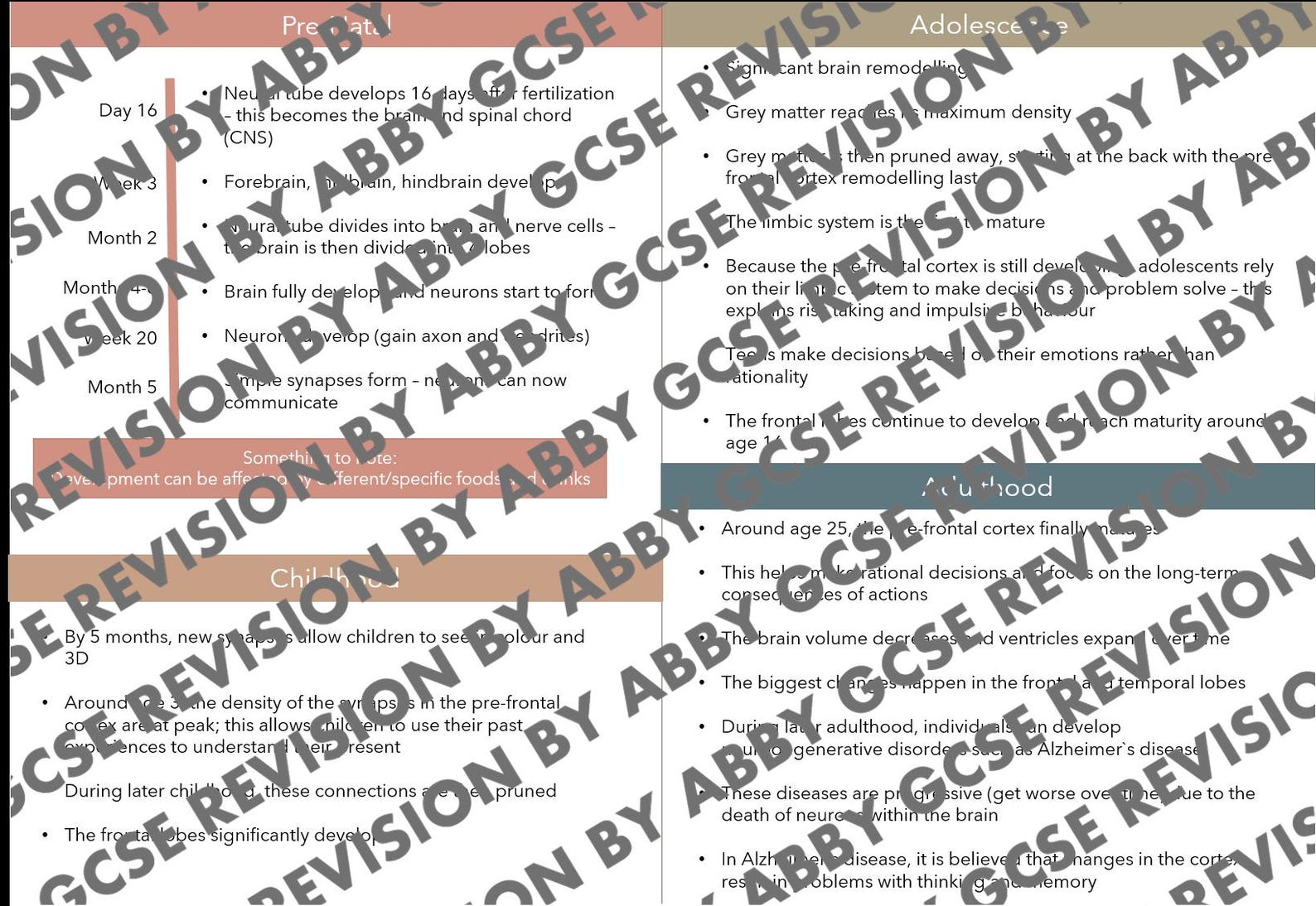 Stages of (brain) Development Revision Resources - GCSE Psychology - Etsy