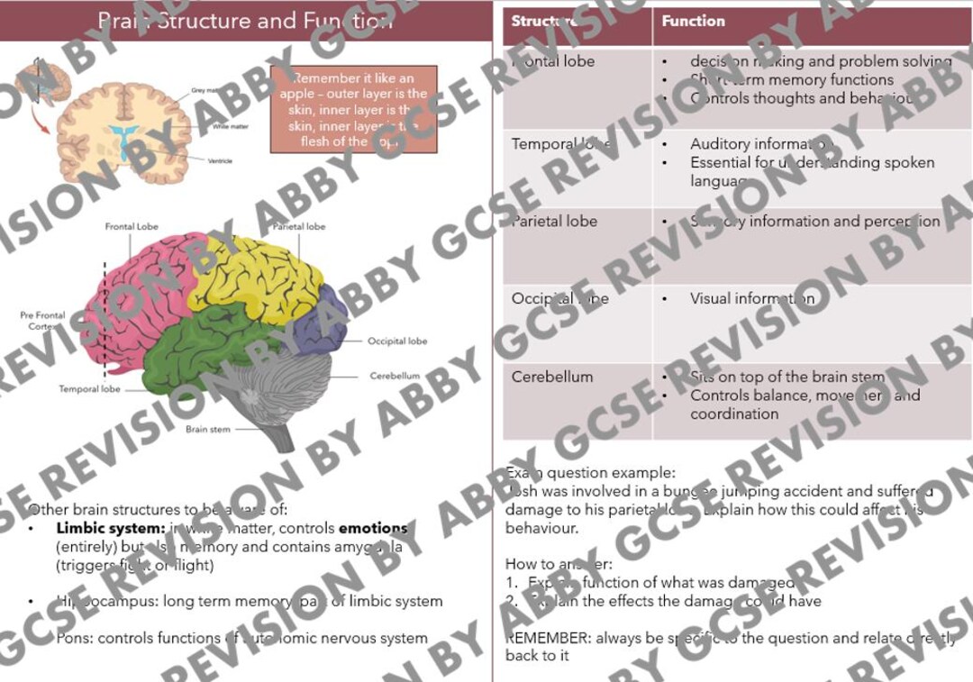 Brain Structure Revision Resource - GCSE Psychology - Etsy
