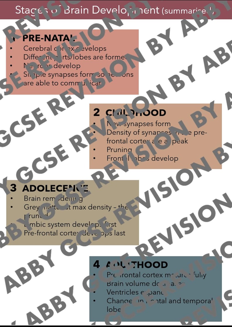 Stages of brain Development Revision Resources GCSE Psychology - Etsy