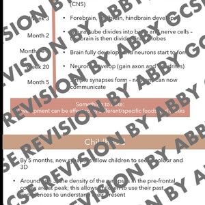 Stages of (brain) Development Revision Resources - GCSE Psychology - Etsy