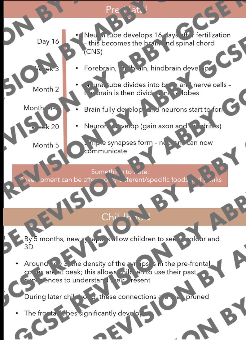 Stages of (brain) Development Revision Resources - GCSE Psychology - Etsy