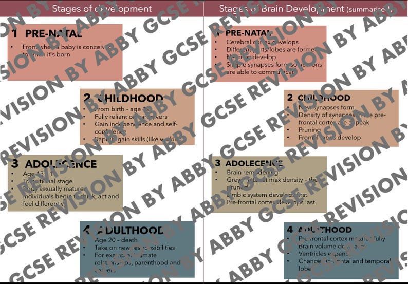 Stages of (brain) Development Revision Resources - GCSE Psychology - Etsy