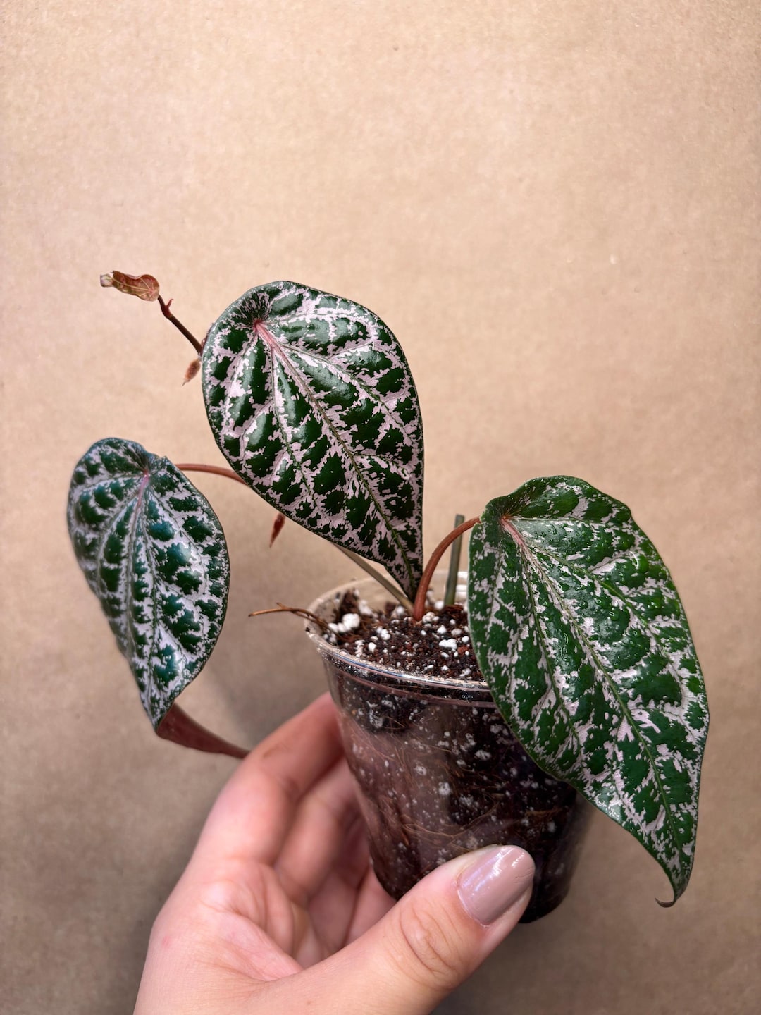 Piper Crocatum - Etsy
