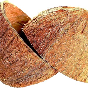 2 Pack Coconut Shell Halves Coconut Shells for Use in Crafts Pet Food ...