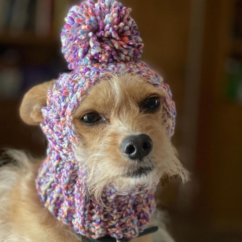 Small Dog Hat - Etsy