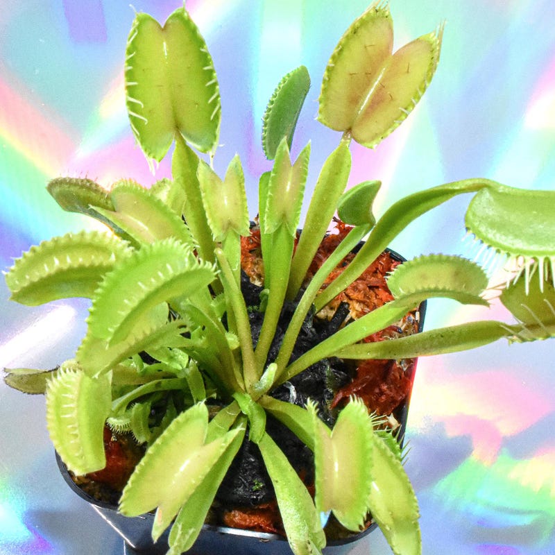 Venus Flytraps - Etsy