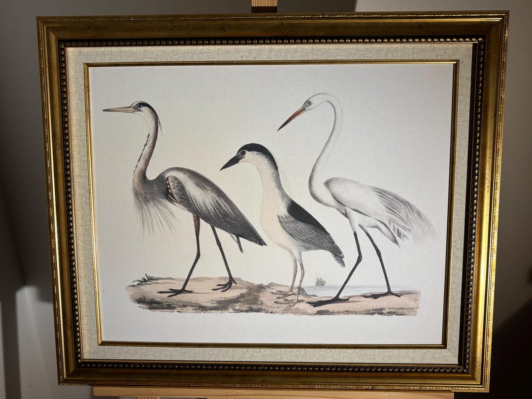 Vintage Heron & Egret Print: Gilt Framed Canvas, Natural History Art - Etsy