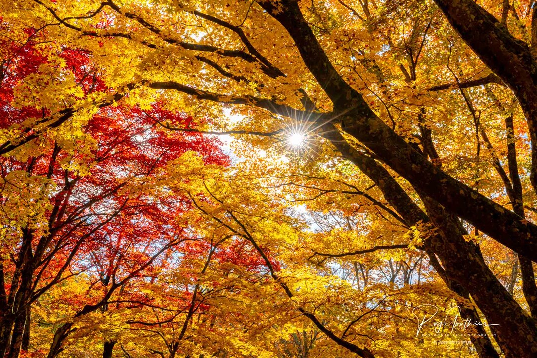 Autumn Maple Leaf Sunburst Photo: Aomori Japan Wall Art - Etsy