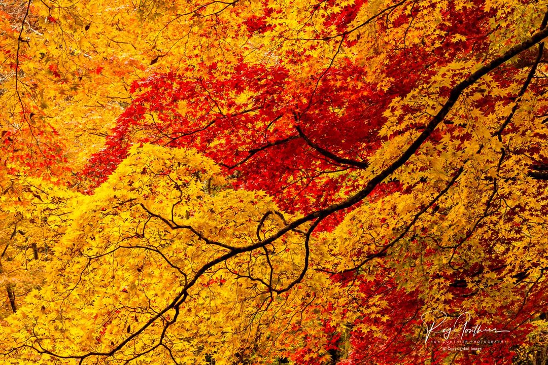 Autumn Maple Leaves, Beautiful Landscape Photograph of Autumn Yellow ...