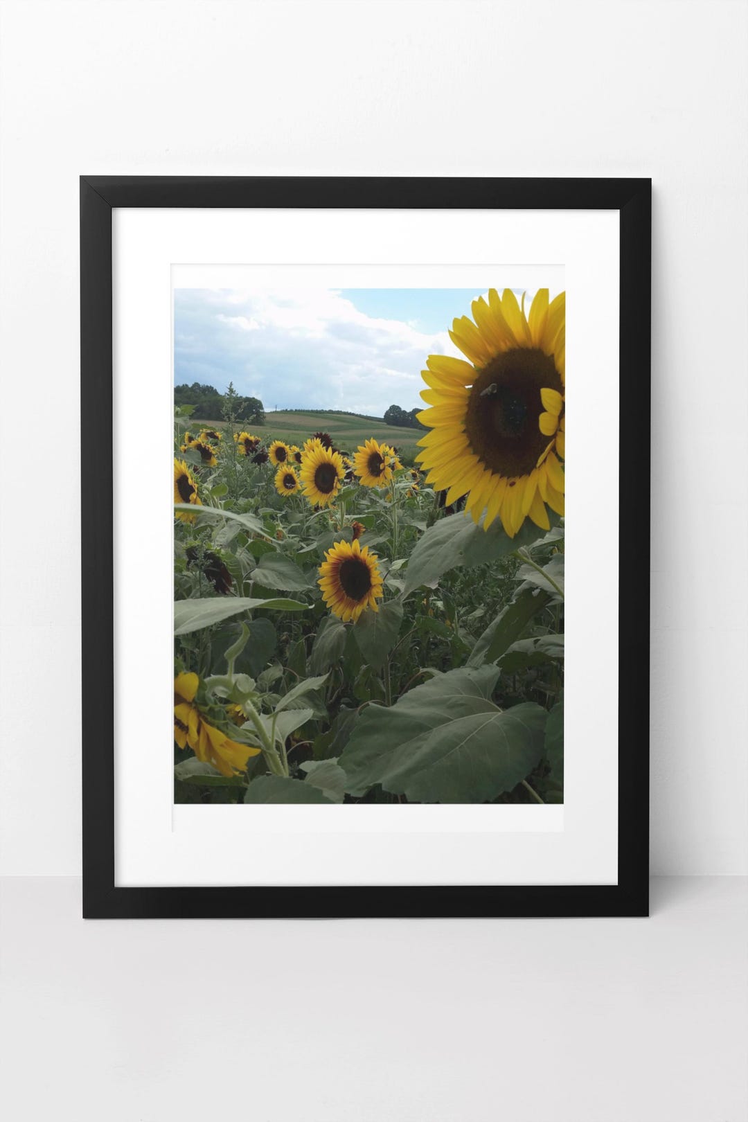Sunflower Field Photography Botanical Digital Download Sunflower Wall ...