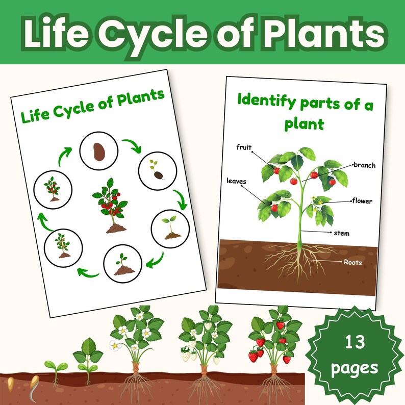Life Cycle of Plants Worksheets -plant Science Activities for Kids ...