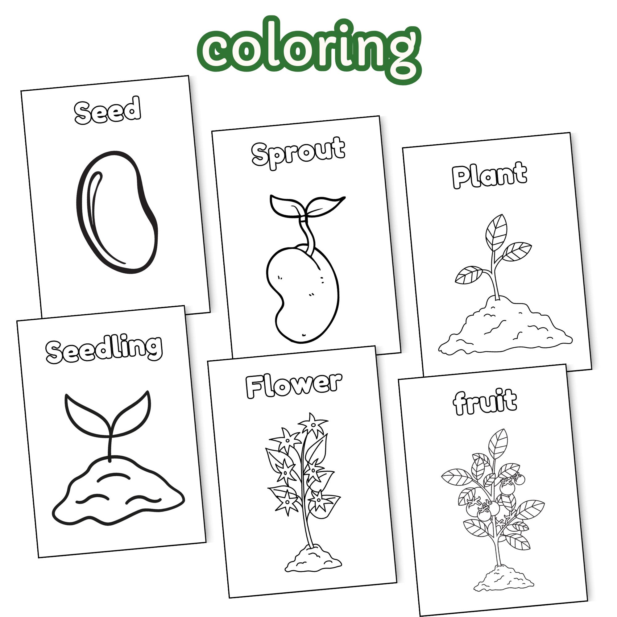Plant Life Cycle Worksheets for Kids – Printable Educational Activities ...