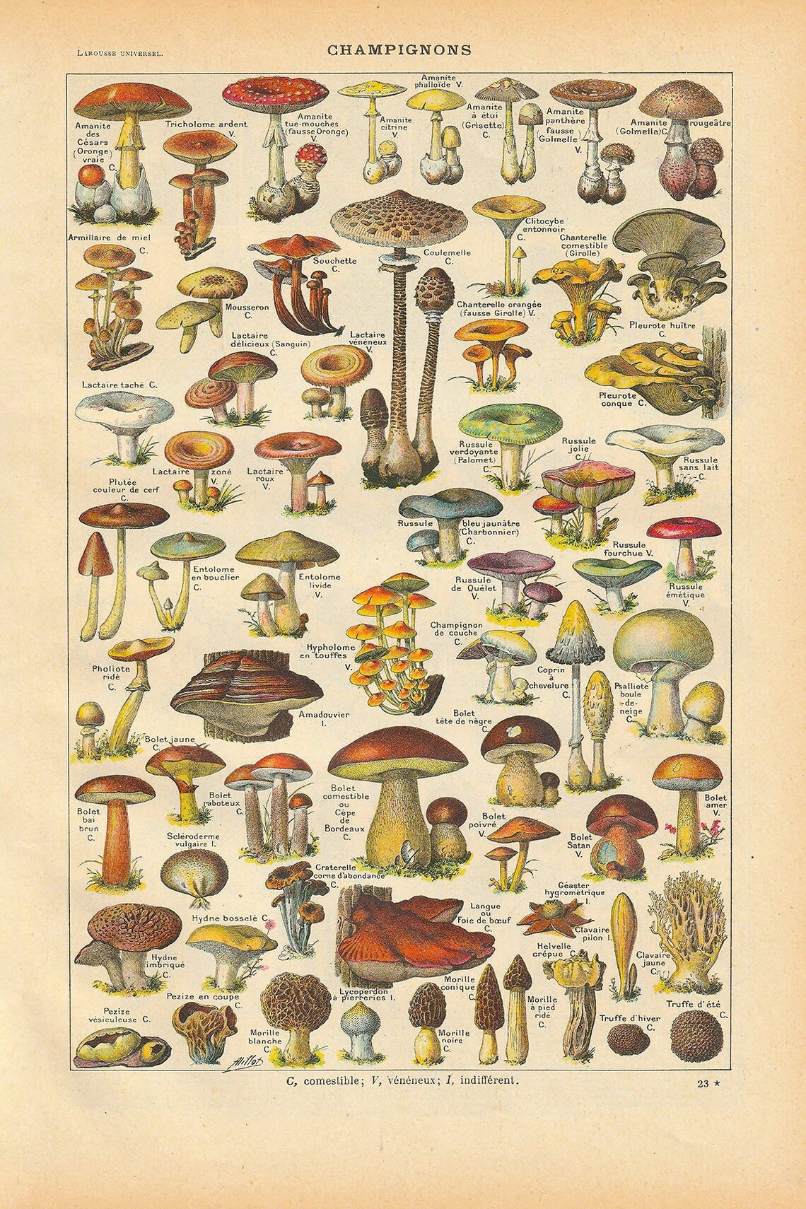 French Botanical Print Mushroom Identification Chart Digital Download ...
