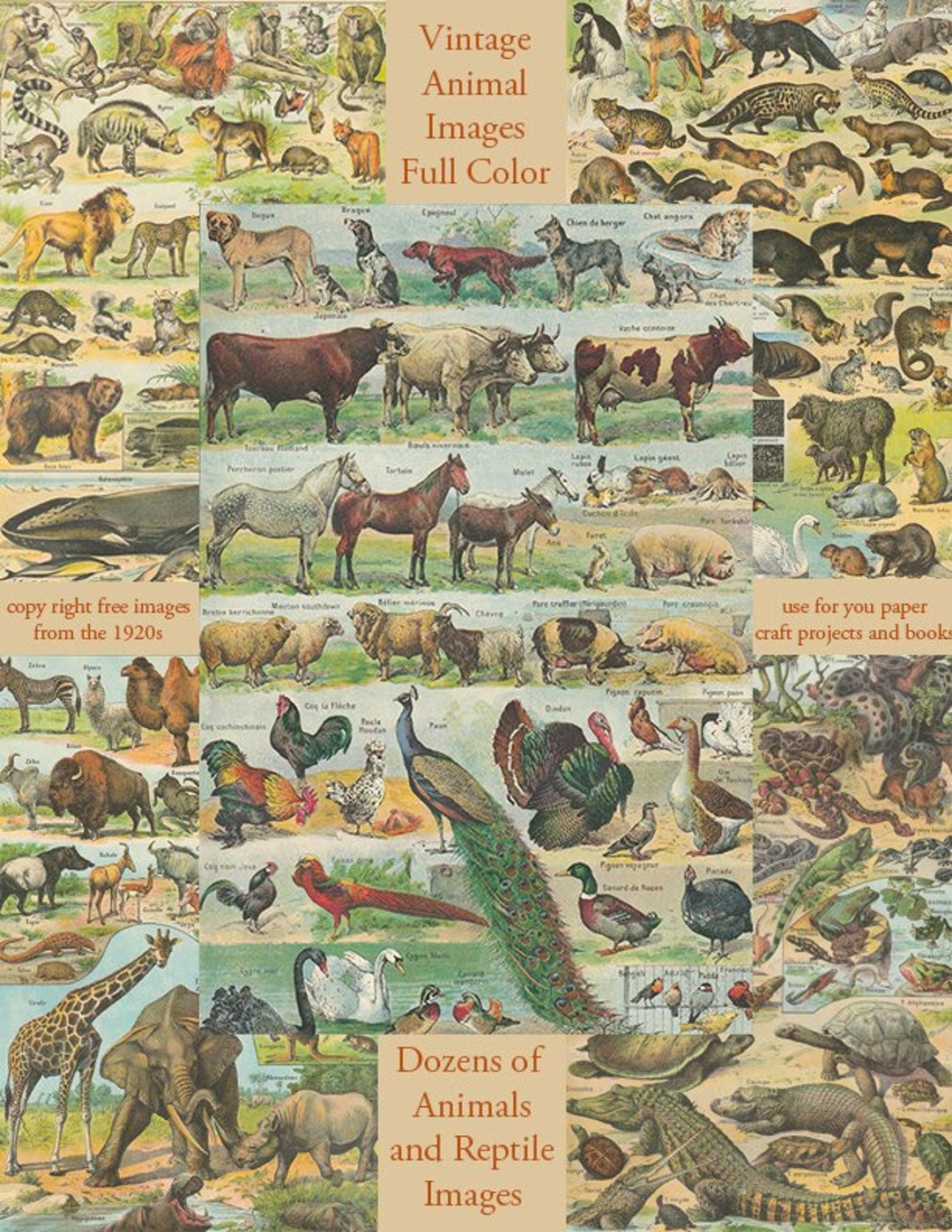 Animal Kingdom French Encyclopedia Art Wild Animals Domestic Animals ...