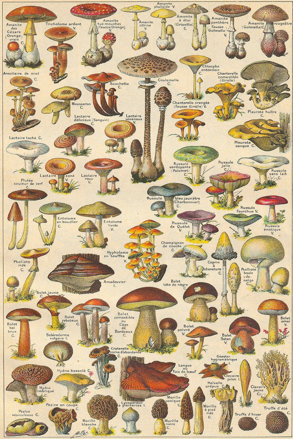French Botanical Print Mushroom Identification Chart Digital Download ...