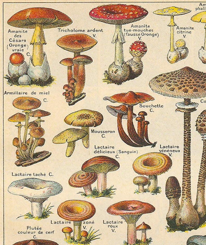 French Botanical Print Mushroom Identification Chart Digital Download ...