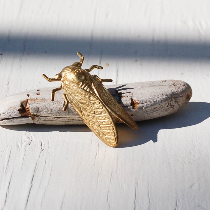 Cicada Brooch - Etsy