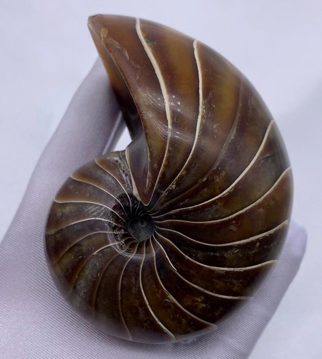 377g Big Natural Nautilus Fossils - Etsy