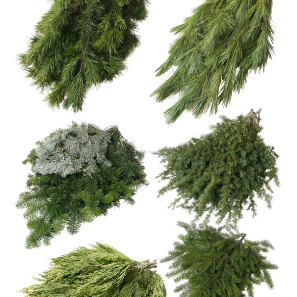 Fresh Evergreen Cuttings - Etsy