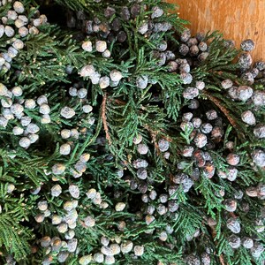 Preserved Juniper With Blue Berries - Etsy