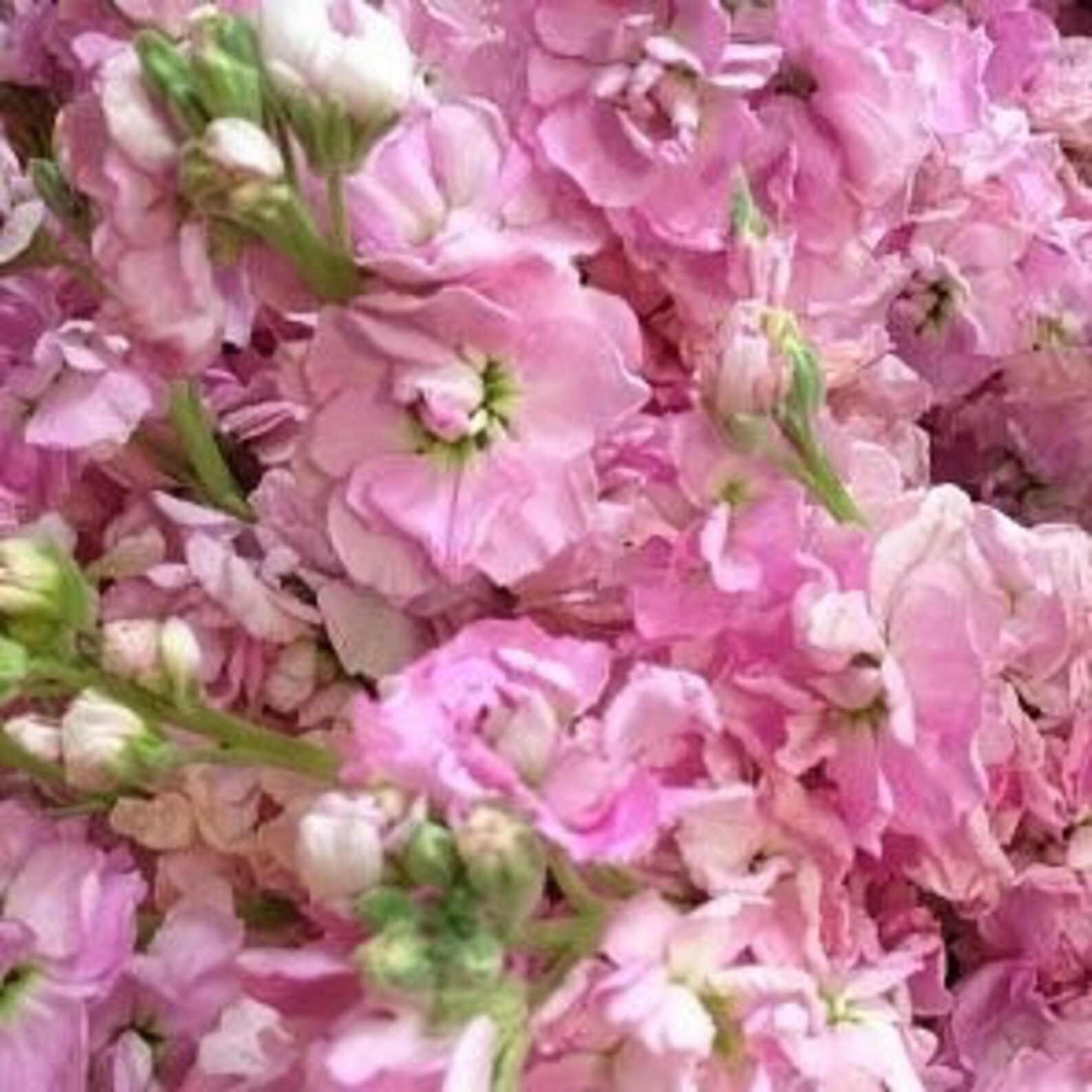 Fragrant Fresh Stock Fresh Flower Stems - Etsy