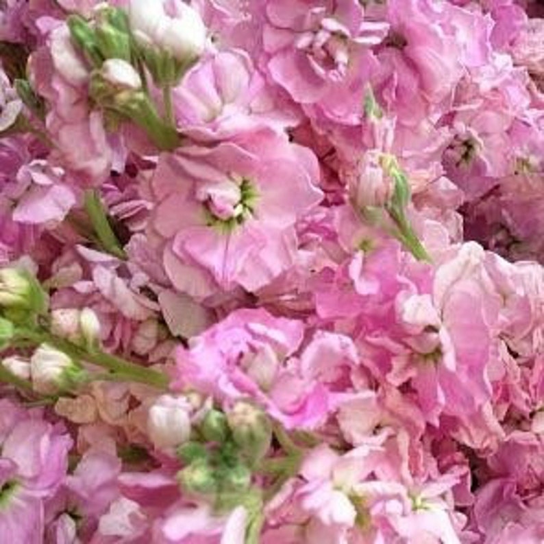 Fragrant Fresh Stock Fresh Flower Stems - Etsy