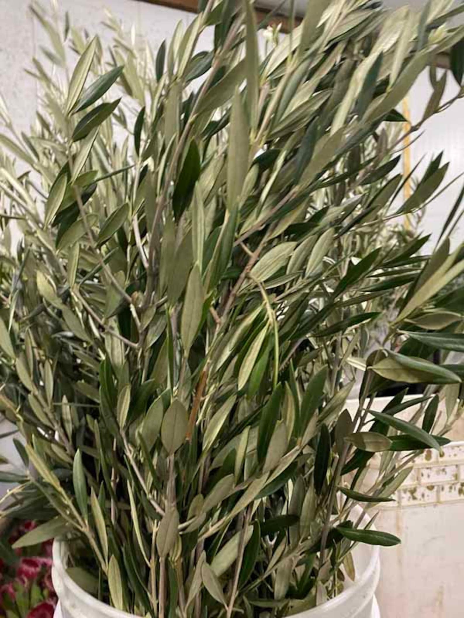 Fresh Olive Tree Branches - Etsy