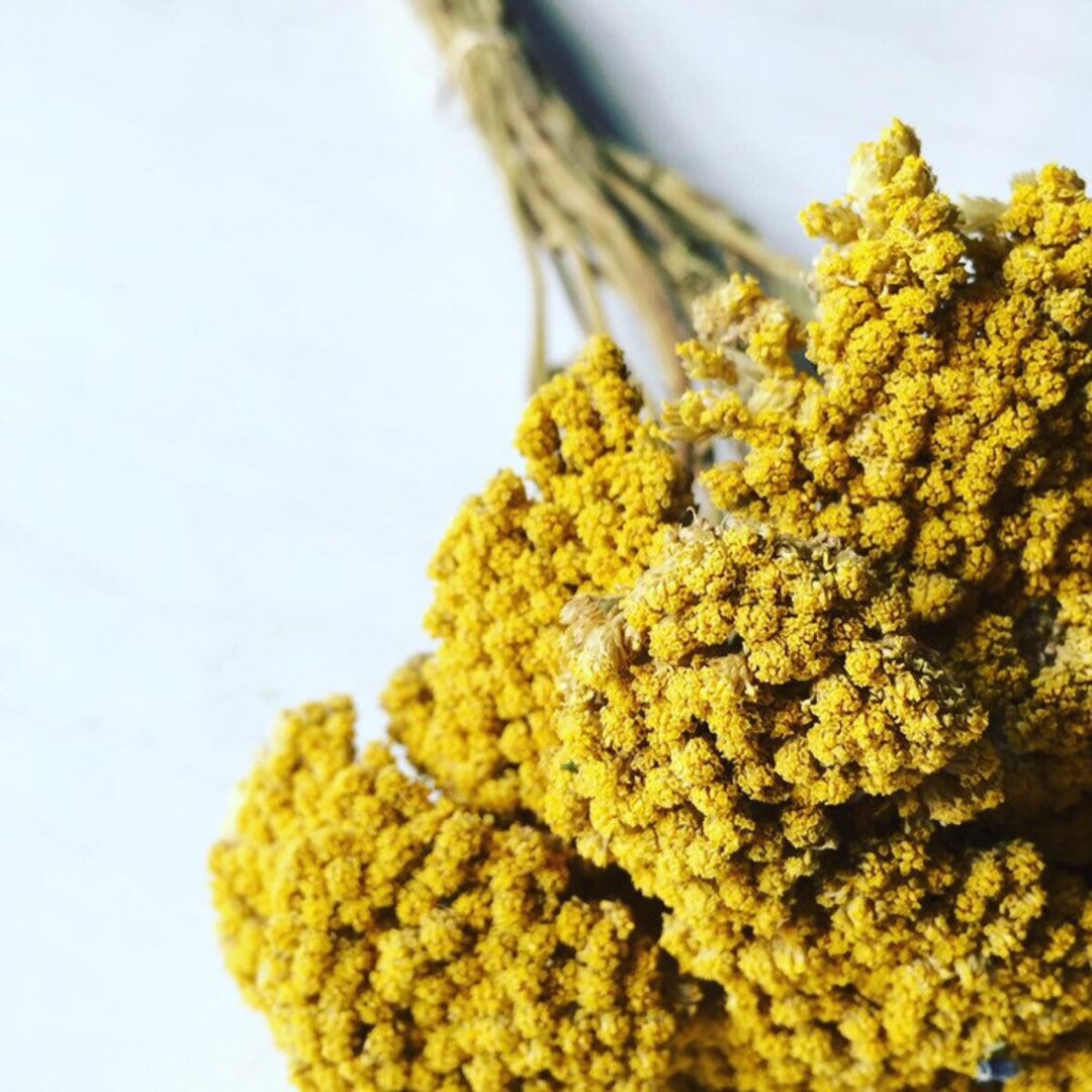 3 Bundles of Dried Yarrow- Dried Fall Flowers and Herbs - Fall Decor - Etsy