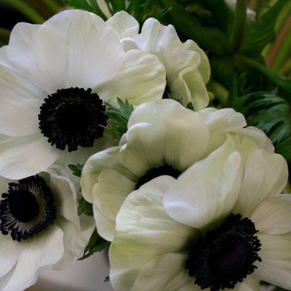 Anemone - Etsy