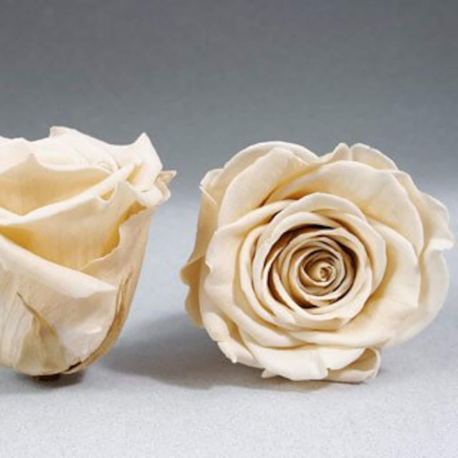 24 High Quality Mini Freeze Dried Roses Measuring 1.5 Inches - Etsy