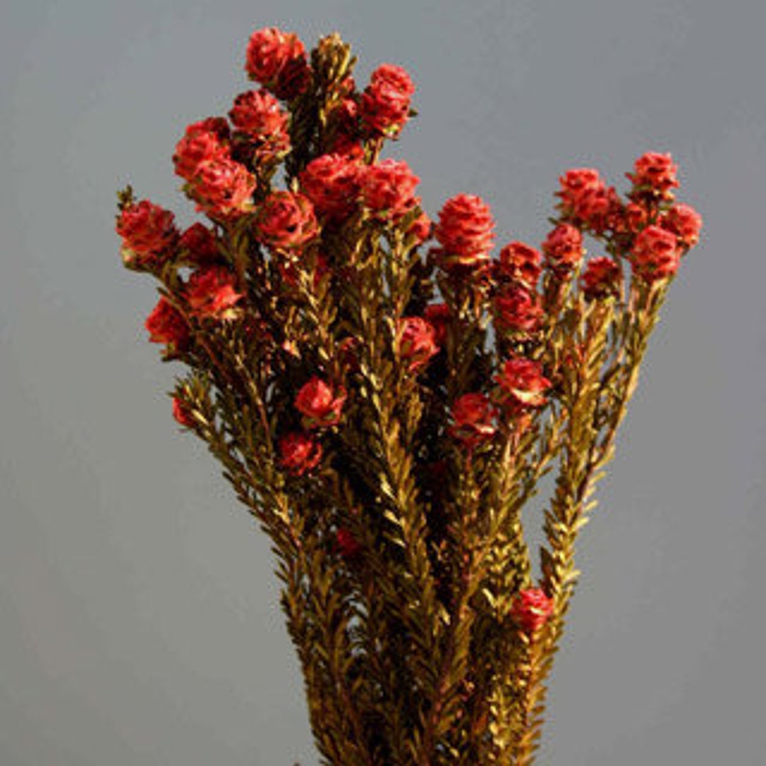 Dried Tortum Female in Beautiful Colors- Dried Festive Flowers- Fall ...