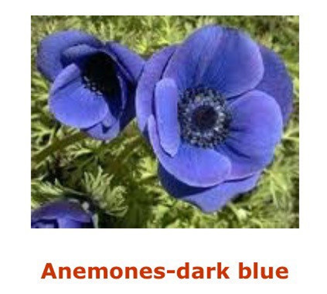 Fresh Anemone Flowers: 20 Stems, Overnight Delivery - Etsy